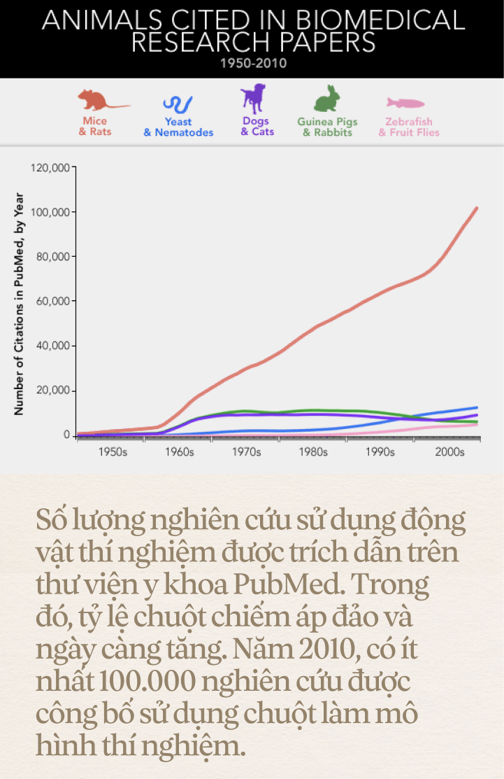 Chuyện của loài chuột: Từ kẻ bám chân vĩ đại đến đồng minh khoa học của ...