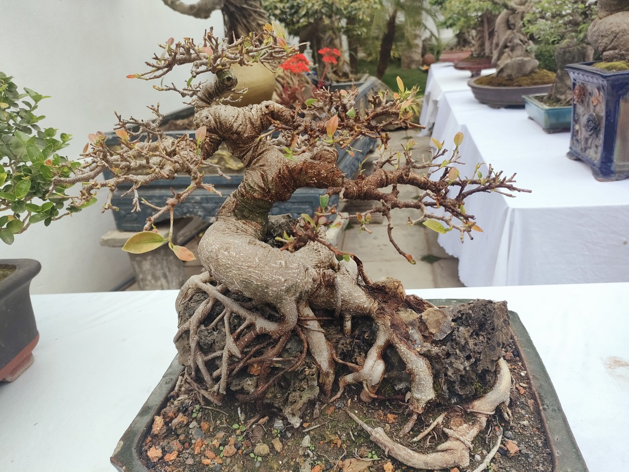 Chiêm ngưỡng hàng chục cây bonsai cổ thụ giá cả trăm triệu đồng không ...