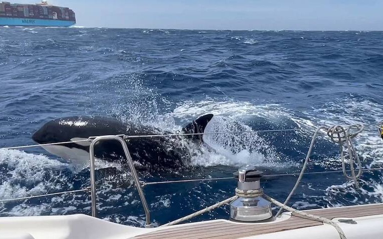 Vì sao cá voi sát thủ bỗng nhiên liên tục đâm chìm hàng loạt tàu thuyền ...