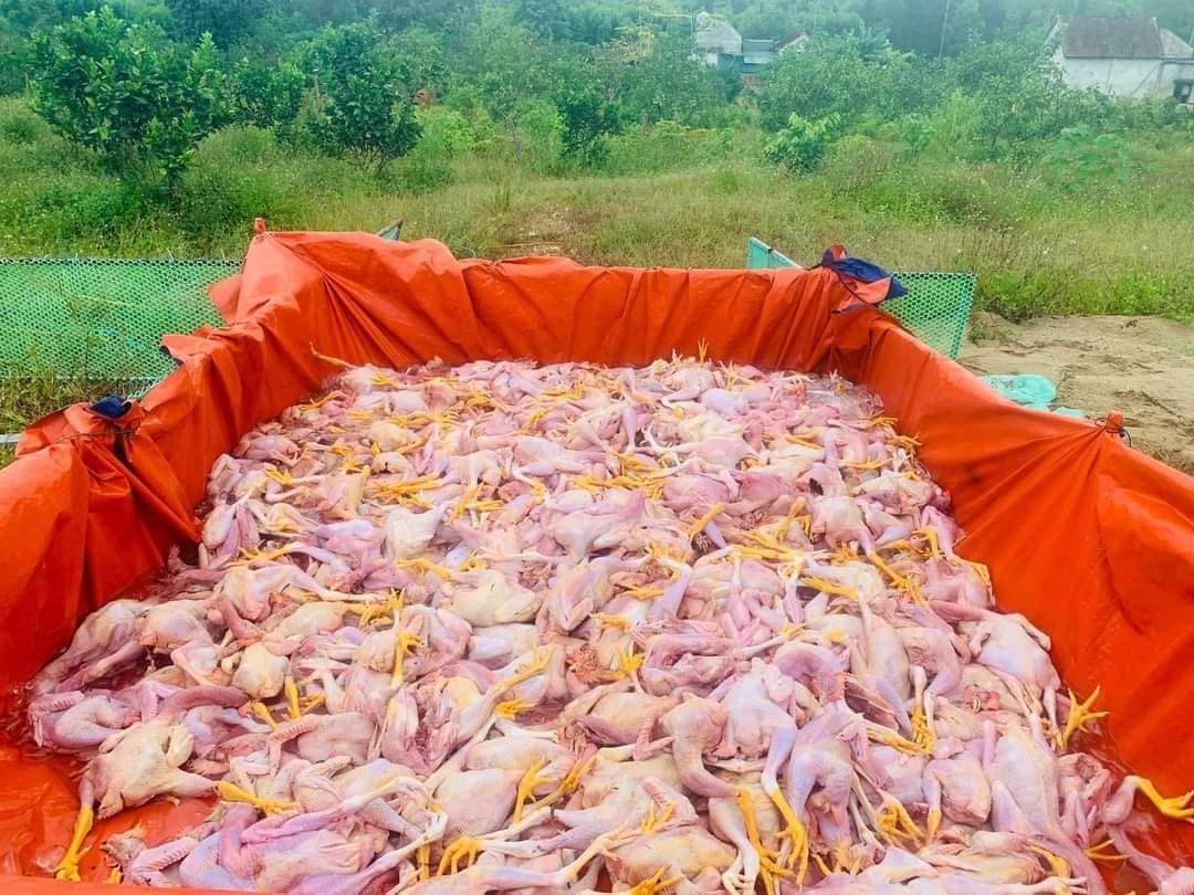 Đàn gà 8000 con bị chết ngạt, hàng trăm người dân đến chung tay giải cứu