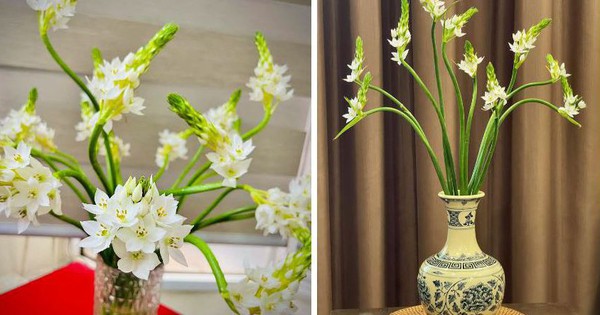 Cách cắm hoa thiên nga mắt ngọc, loại hoa đang được ưa chuộng