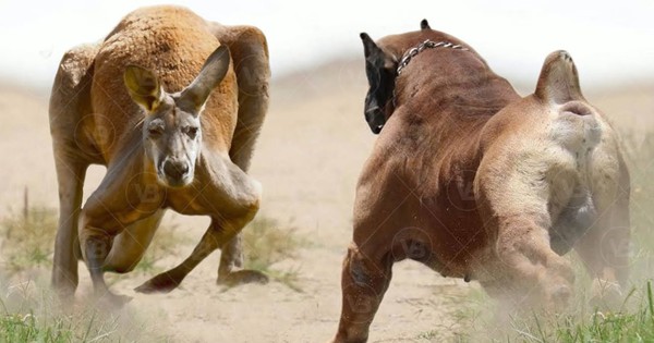 Chó săn truy đuổi, kangaroo lao xuống hồ nước rồi bất ngờ phản công ...